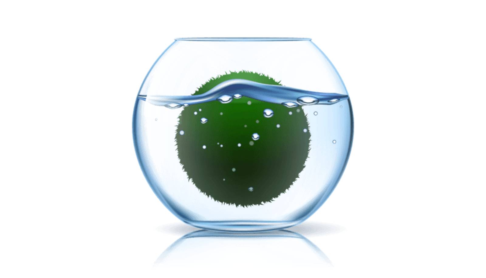 marimo.life(マリモNFT)とは？特徴と将来性を解説 – Mediverse｜暗号資産（仮想通貨）の専門メディア